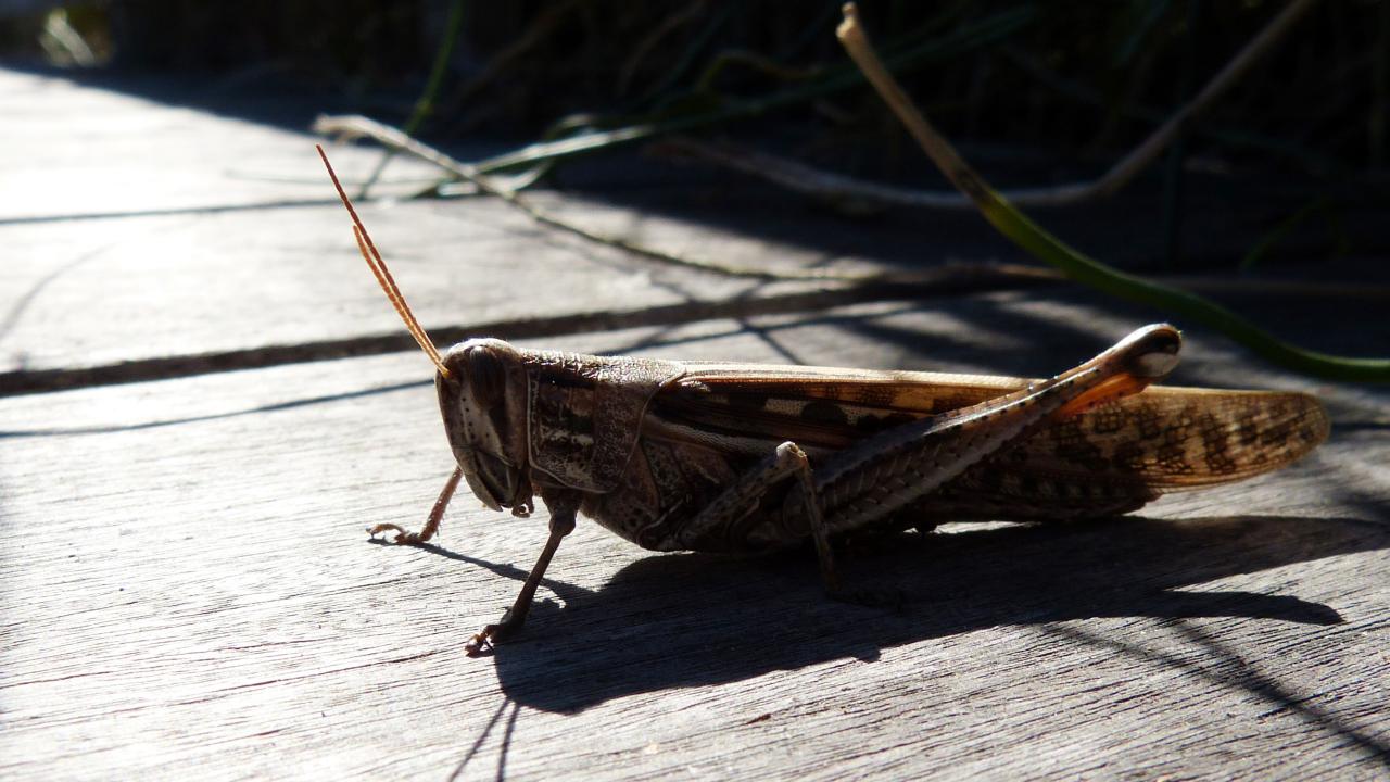 American Bird Grasshopper Markeisingbirding