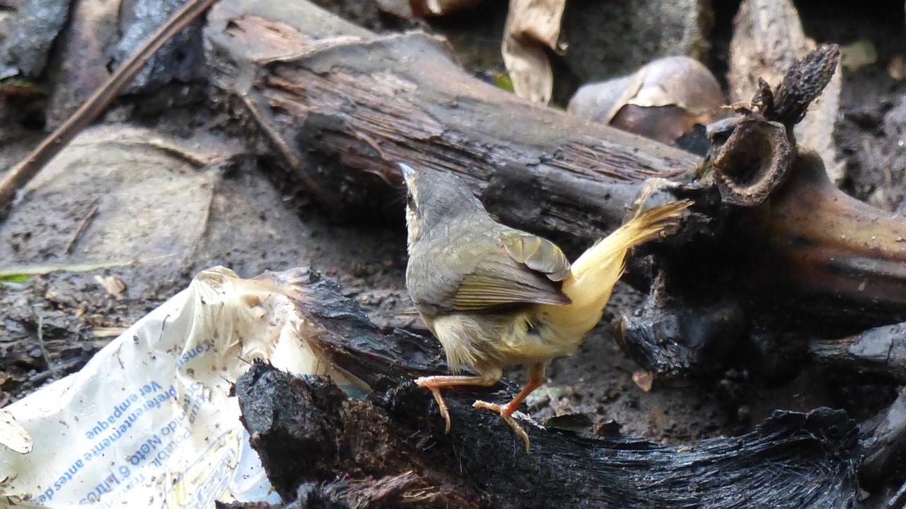 Buff-rumped Warbler | MarkEisingBirding