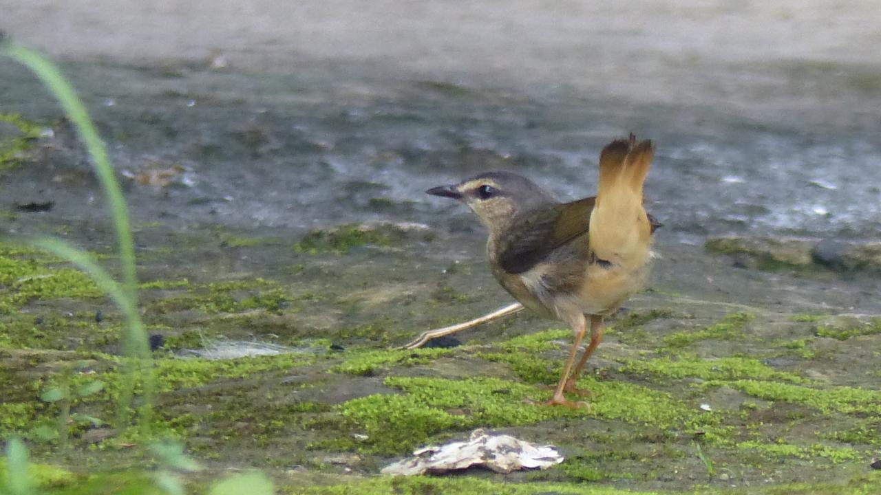 Buff-rumped Warbler | MarkEisingBirding