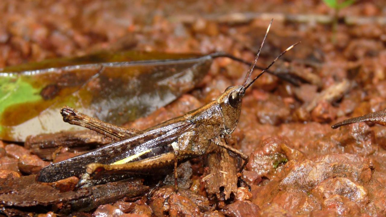 Holopercna Gerstaeckerii Short Horned Grasshopper Sp Markeisingbirding