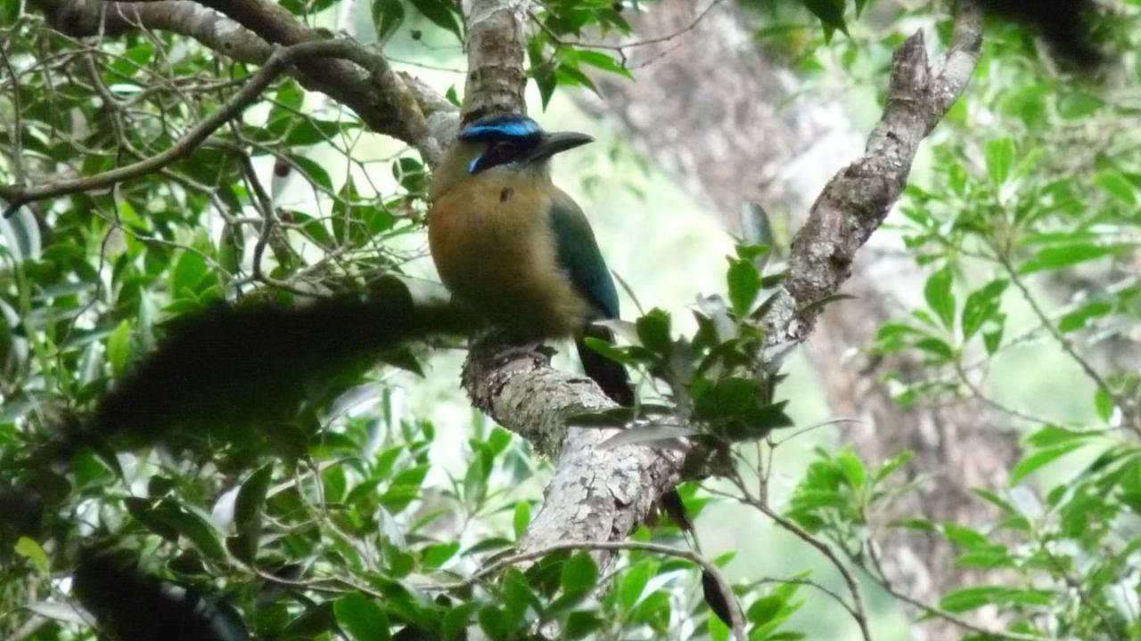 Lesson`s Motmot | MarkEisingBirding