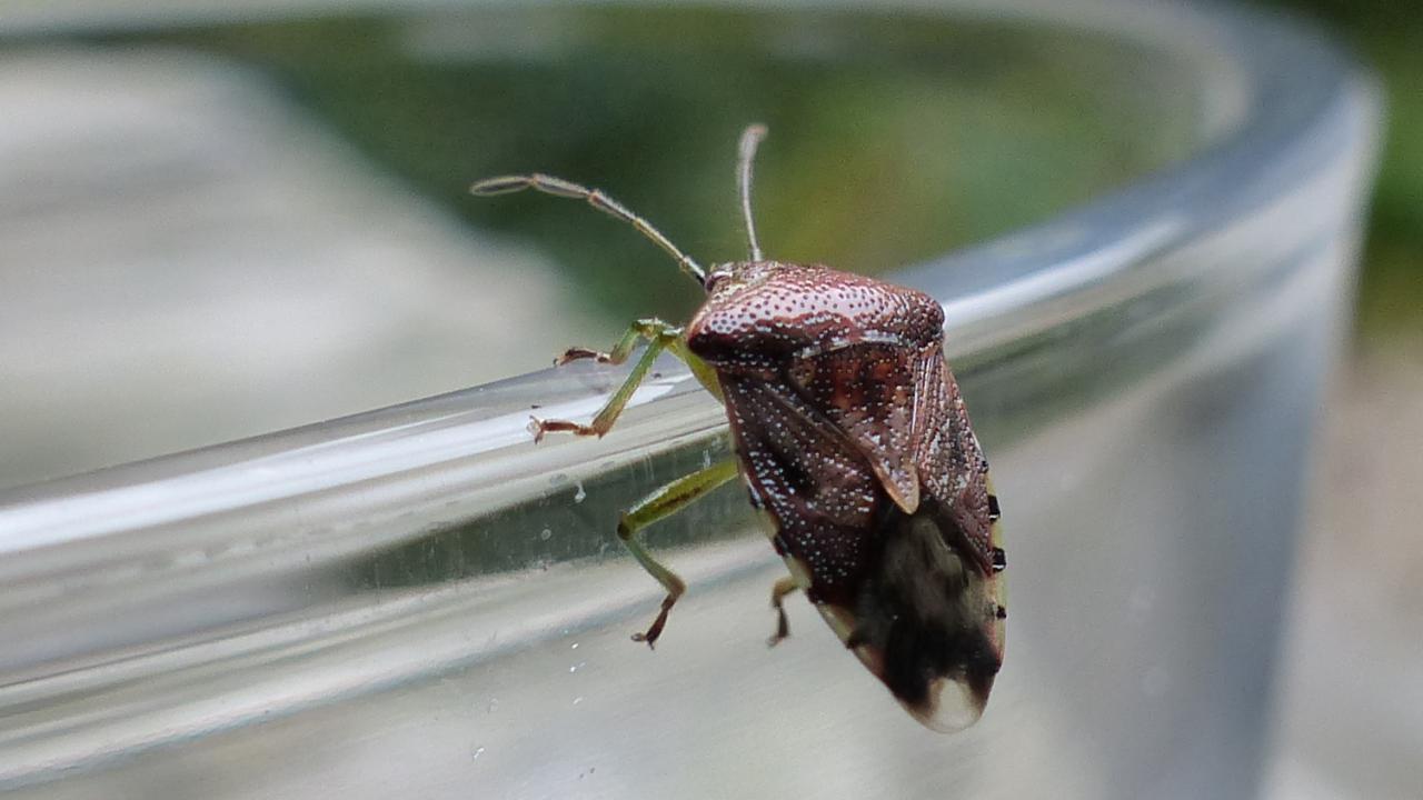 Parent Bug | MarkEisingBirding